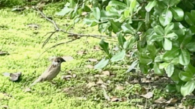 比較を超えた特徴｜クリスタル サラ｜coconalaブログ